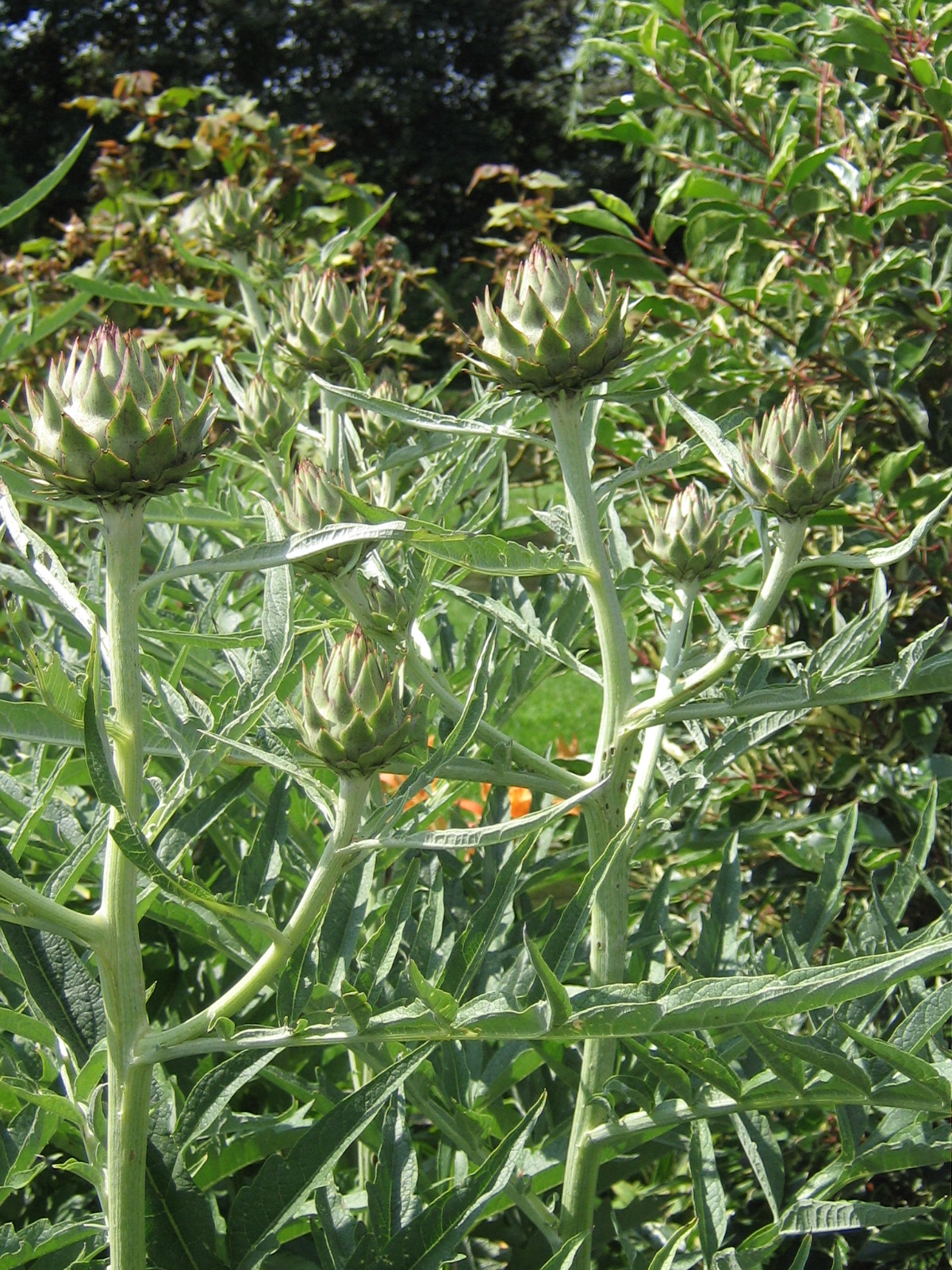 Face Lights Up: Jardin Soutenable: écologique, économique et facile à ...