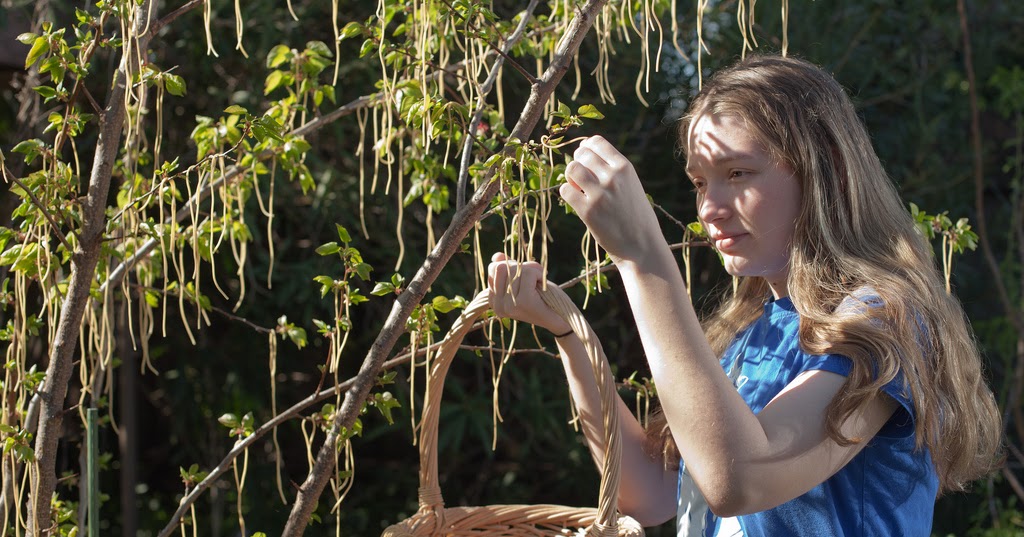 Earth and Space News: BBC Panorama's April Fools Day Spaghetti Tree ...