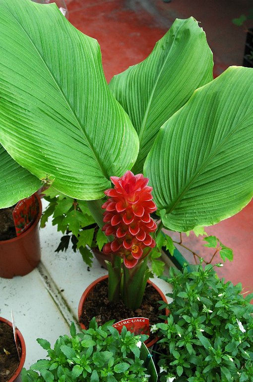 FLORACIONES EN MÁLAGA Y MÁS: Cúrcuma roja e insecto palo