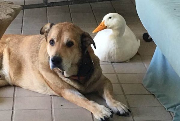 Friendly Duck Shows Up At A Home And Helps A Grieving Dog Feel Better