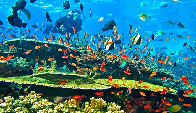 7 TAMAN LAUT INDAH DI LEPAS PANTAI JAKARTA