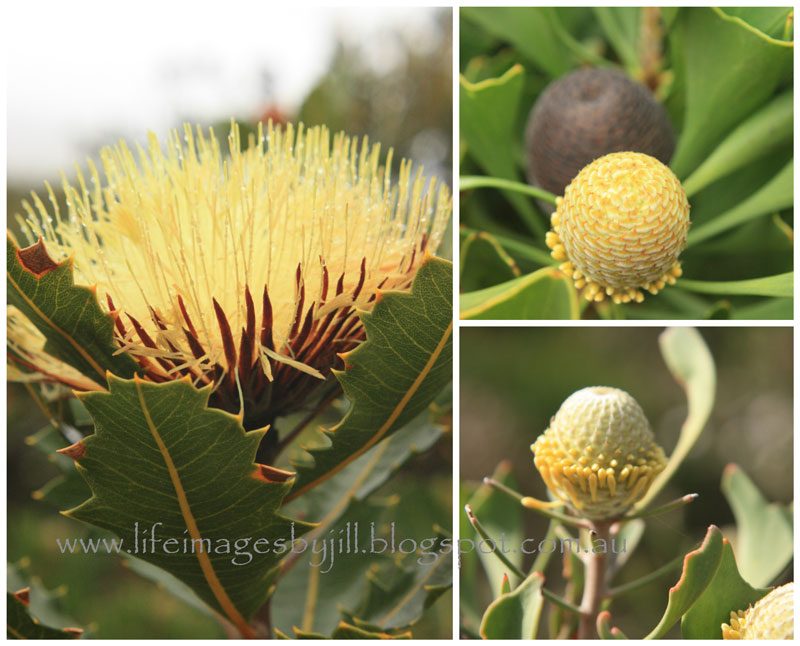 Life Images by Jill: Celebration of the Australian Banksia