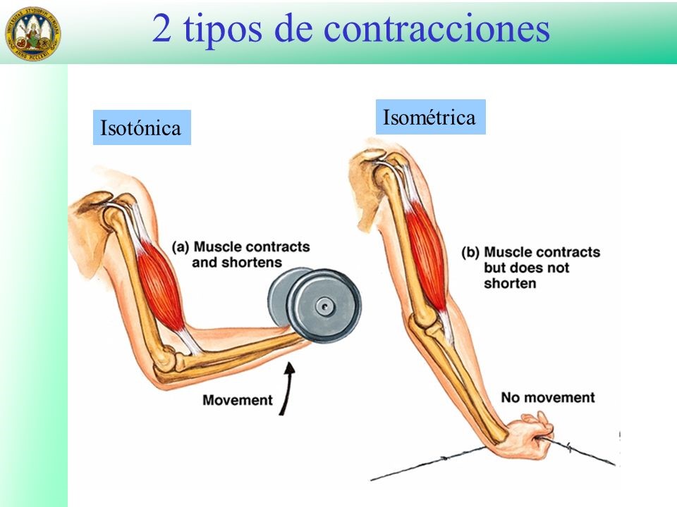 Tipos De Contrações Musculares - RETOEDU