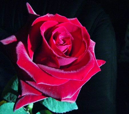 Piruja: La Rosa mas bella del Mundo ( Leyenda )