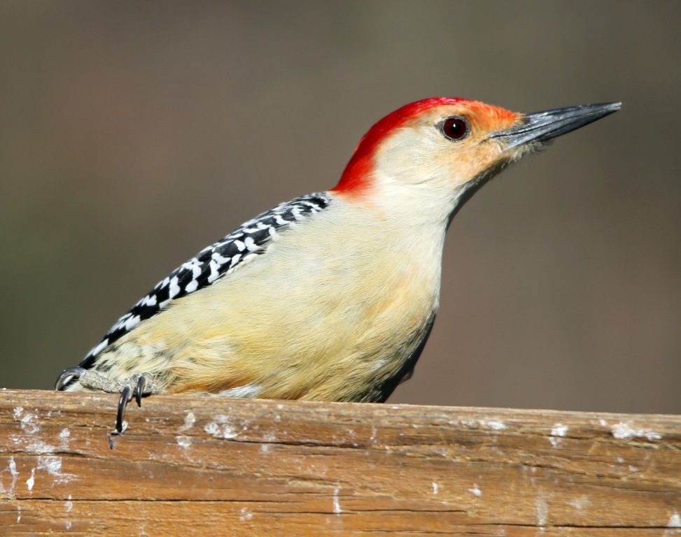 Ohio Birds and Biodiversity: Zanesville's Yellow Cardinal, revisited