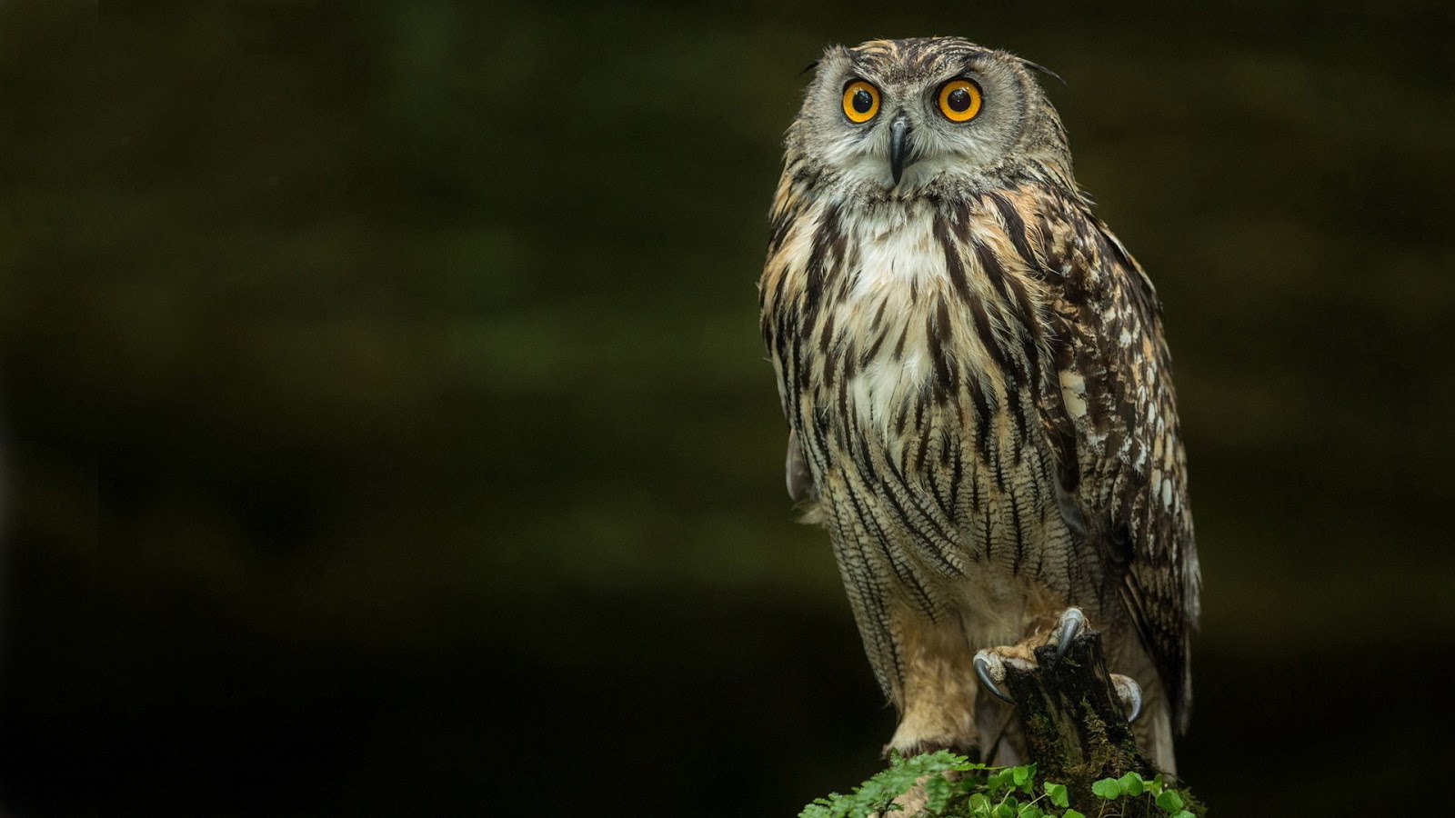sint-katelijne-waver-blogt: De UIL(EN) van Mechelen...*