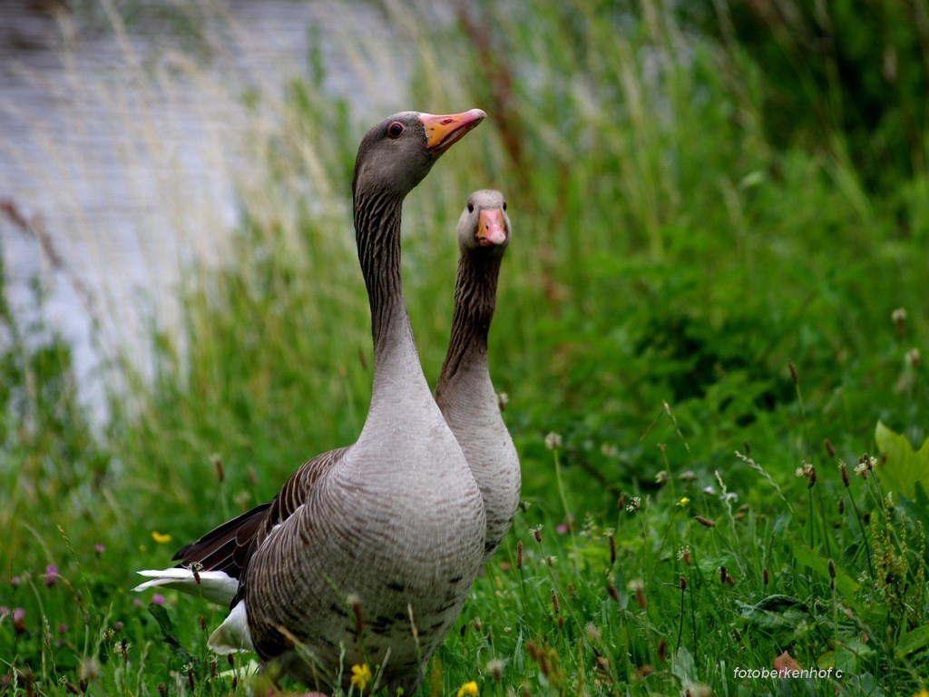 Natuurfotografie Eilandstaete: Ganzensoorten