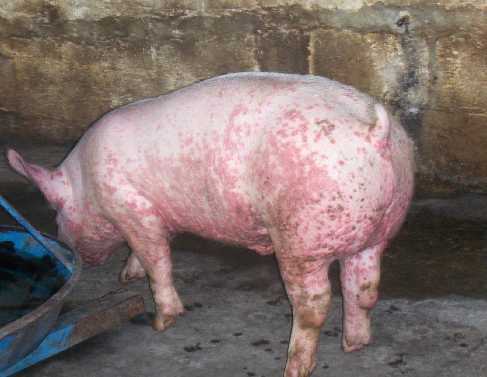 MV.SMP: Patologías en cerdos