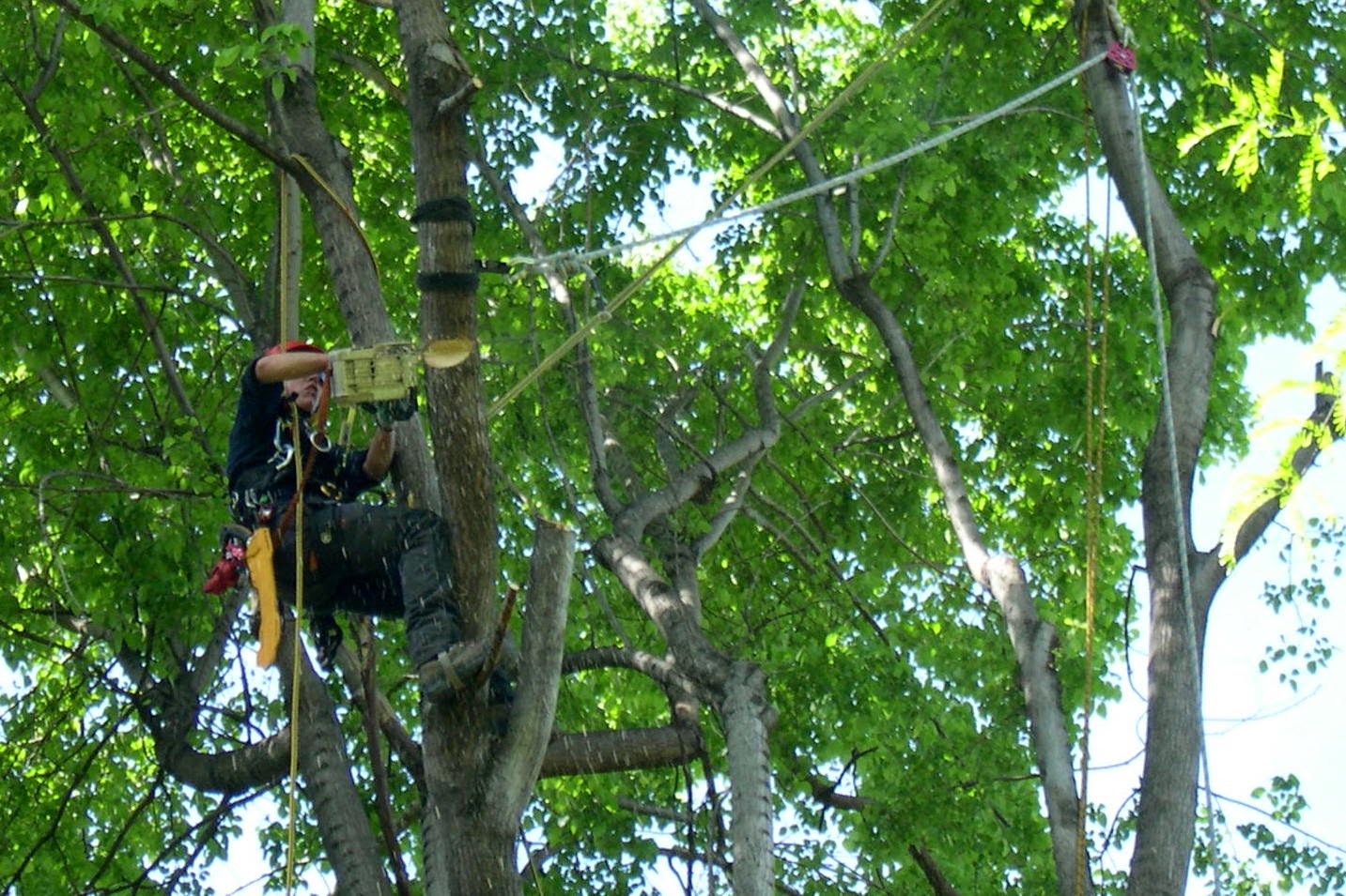 Cercis Jardineros: CURSO DE INICIACIÓN A LA TREPA