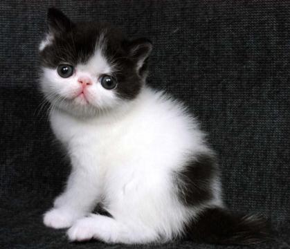 Prabu Cattery: 10 Fakta Menarik Kucing Exo, si Kucing Persia Berbulu Pendek