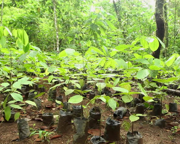 Reforestation Examples