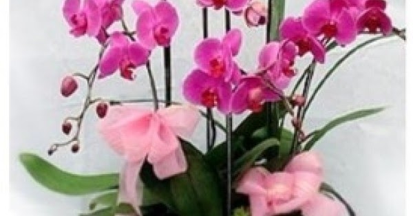 ANGGREK MEMILIKI ESTETIKA KEINDAHAN LUAR BIASA: Spesial Anggrek Bulan