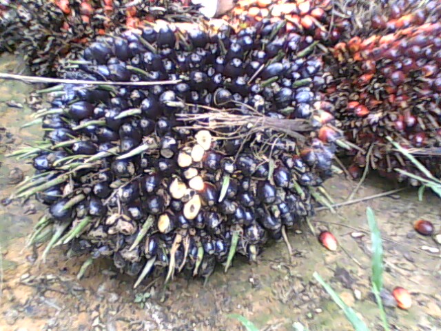 konsultasi sawit: Cara Panen Kelapa Sawit Yang Benar