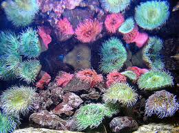 FLORA DA SERRA - Raízes da Mantiqueira: DEZEMBRO - Flores do Fundo do Mar