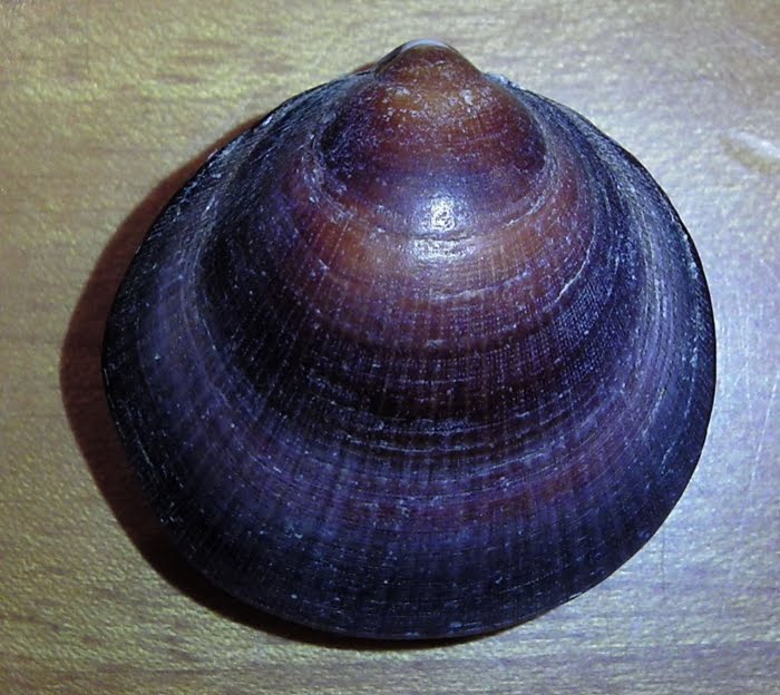 Jeste li za školjke? Školjke i neki morski puževi Jadrana - Nauka govori