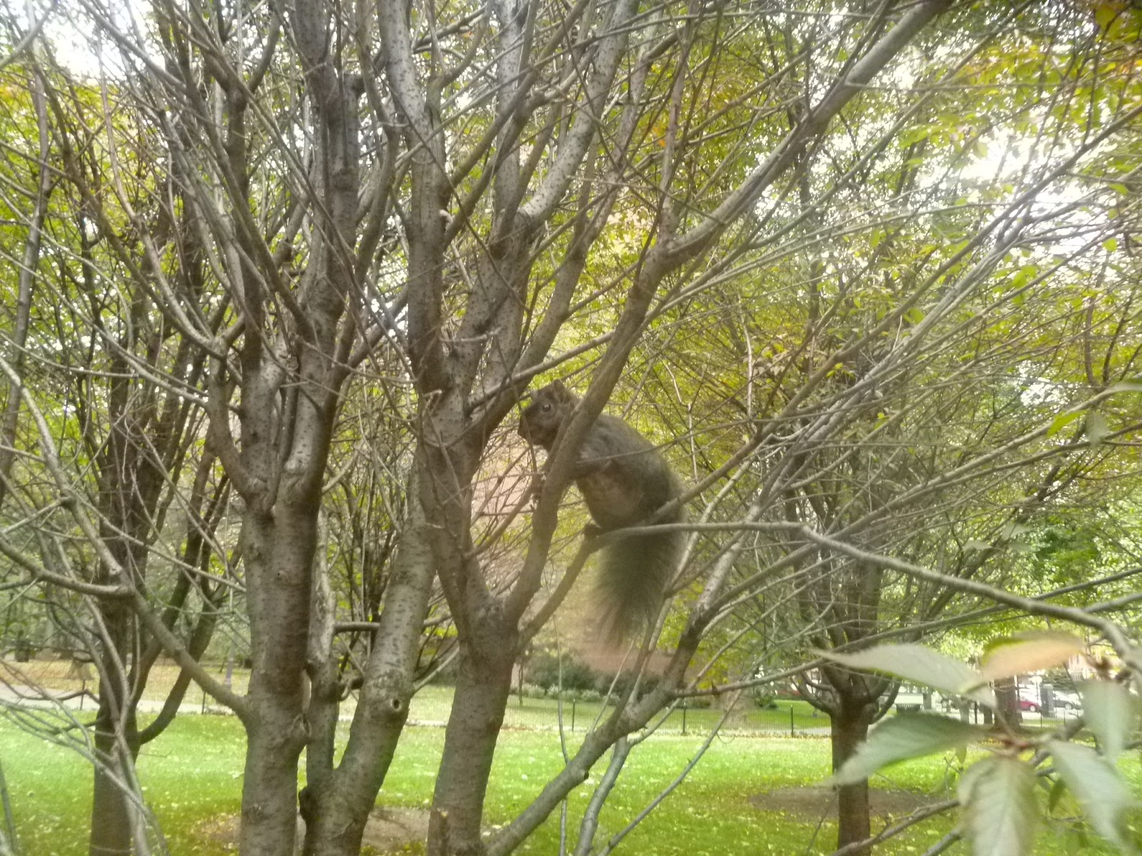 The New York Squirrel: Saying Goodbye