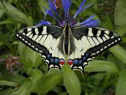 vlinders: koninginnepage