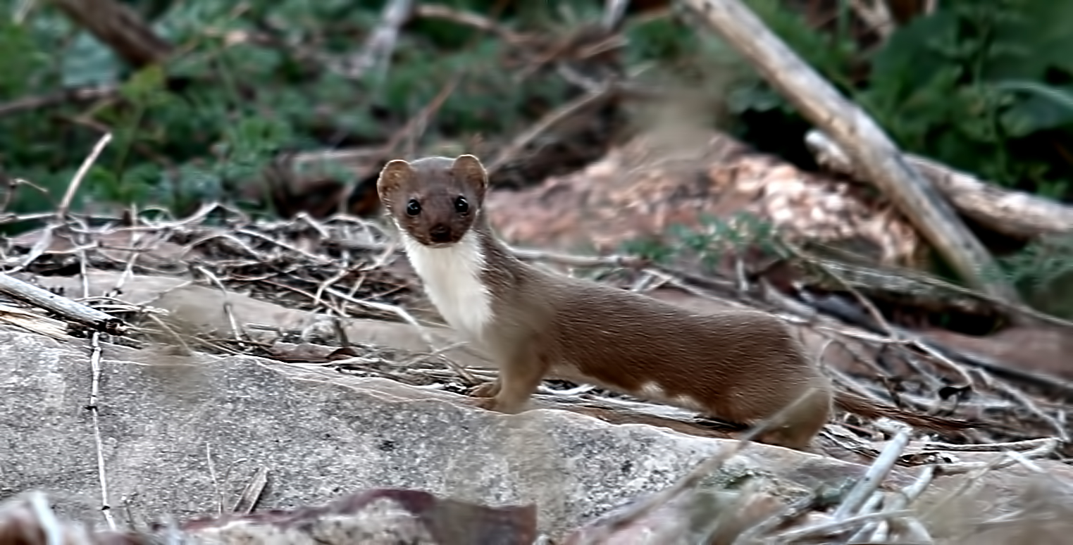 Antonio Maeso Fotografía: Miscelanea animal 1