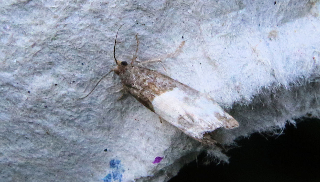 Birding with Flowers: June Moths