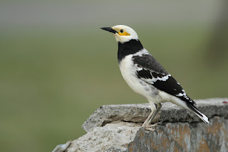 Mengenal Jenis-Jenis Burung Jalak Yang Ada Di Indonesia