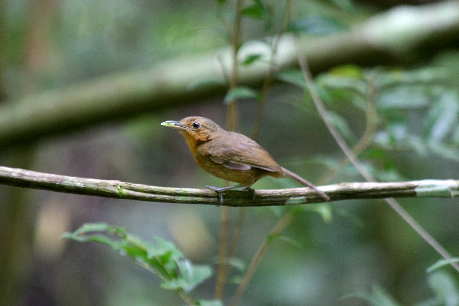 Wild life: Antbird images | wild birds