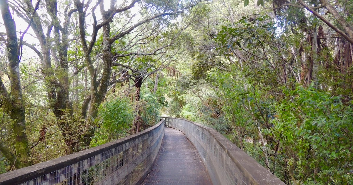 THE ROAD TAKEN : Trounson Kauri Park