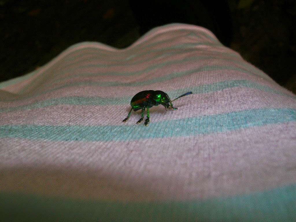 追尋一個夢: 鞘翅目-金龜子科 Scarabaeidae