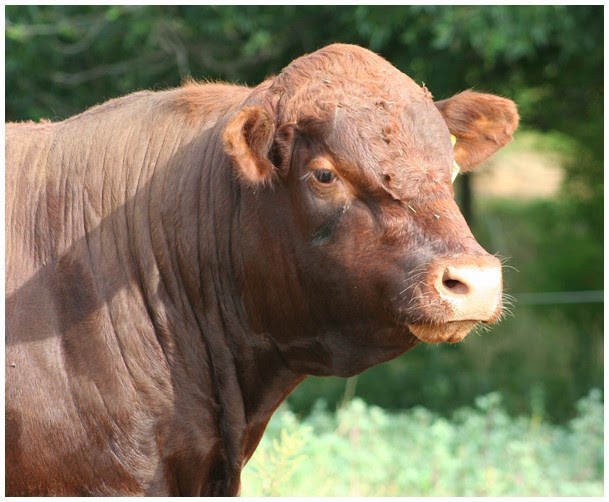 Generalidades de la Ganadería Bovina.: Red Poll