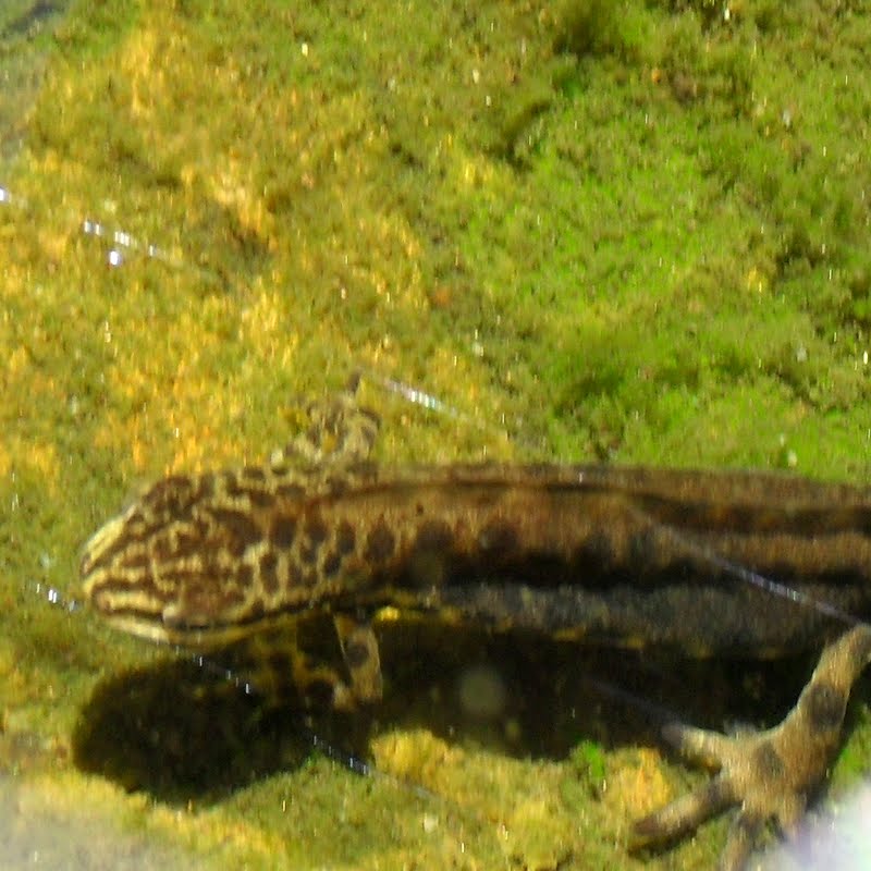 T h e R o s e b a n k D i a r i e s: A Mini-May Heatwave . The Tulip ...