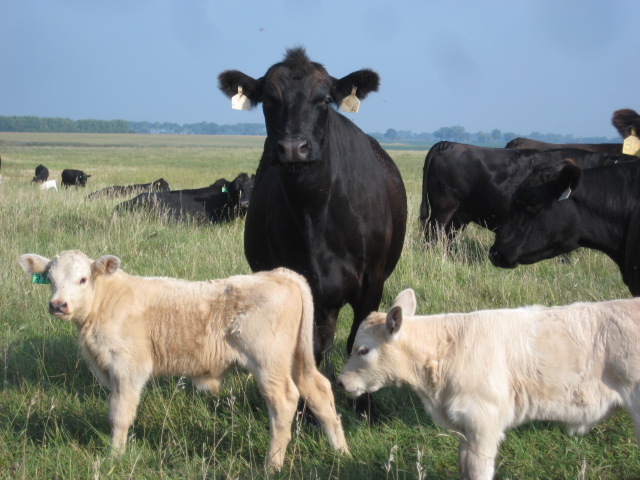 Better than I deserve!: Fall Calving