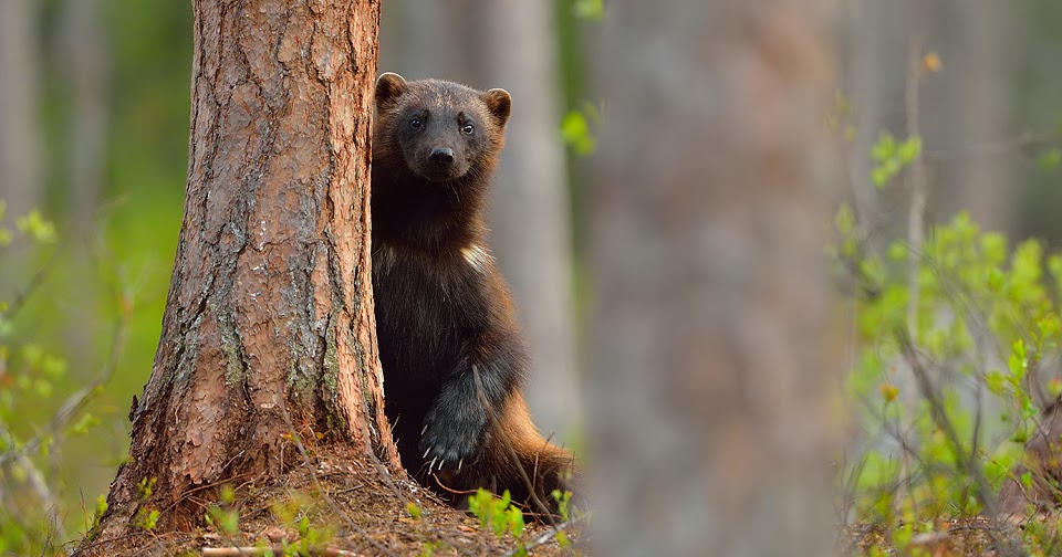 Naturaleza y Luz: El Glotón o Wolverine (Gulo Gulo)