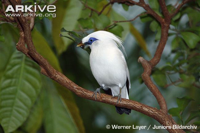 Hewan Unggas - Jalak Bali | Susanto Wisata