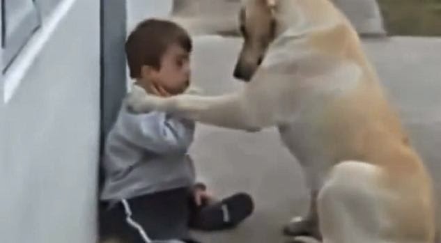 UN NIÑO CON SÍNDROME DE DOWN Y SU PERRA EMOCIONAN AL MUNDO | Fanmun ...