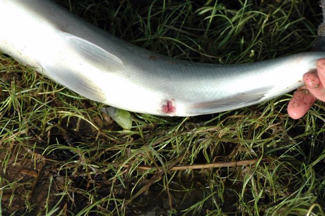 Border Game Angling: Season Getting Underway