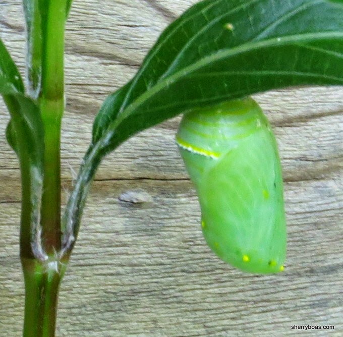 Simply Living: Echinacea flowers attracts monarch butterfly