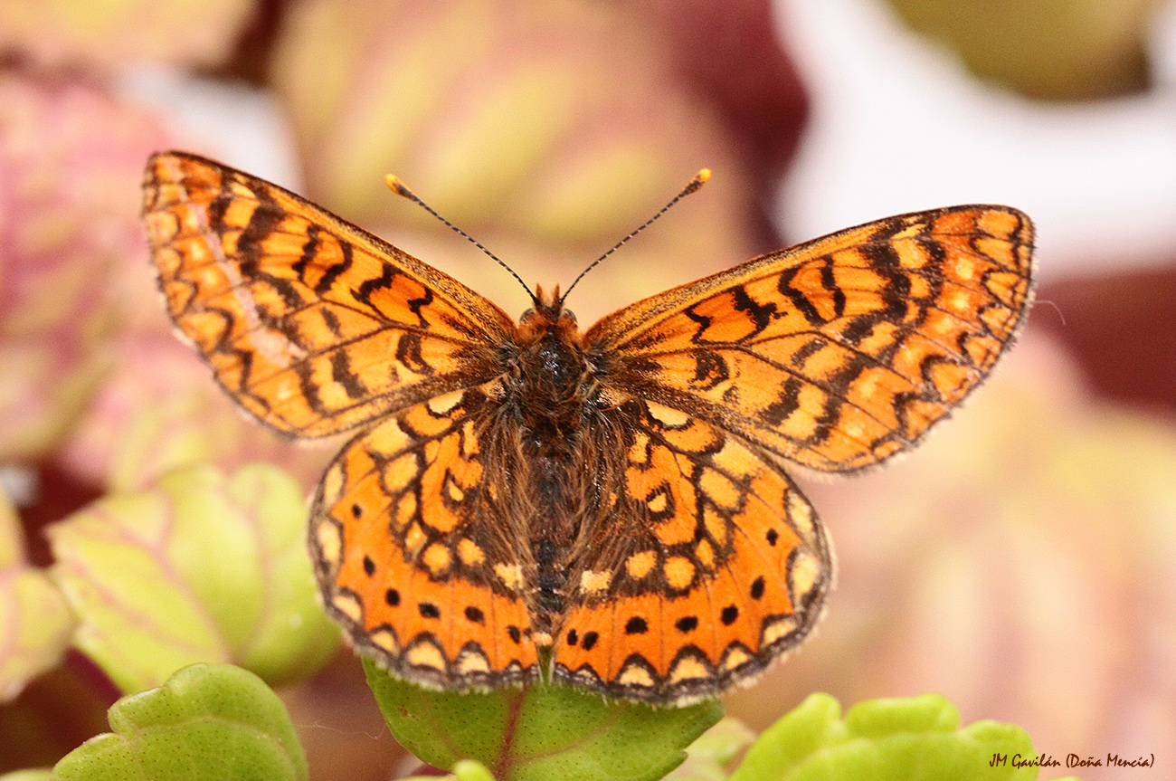 Fotografía de Naturaleza - JM Gavilán: Euphydryas aurinia (Doncella de ...