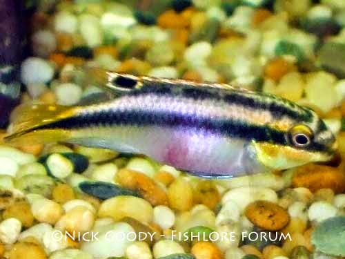 KRIBENSIS FISH photos - wallpapers | the fun bank