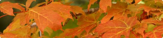 Branson Show News: Branson Mo Fall Foliage Peak Color Forecast!