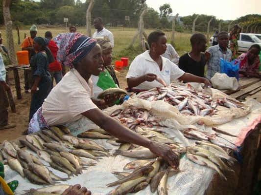 7,7,3 WAVAMIA SOKO LA SAMAKI LA ILOGANZALA . ~ g sengo