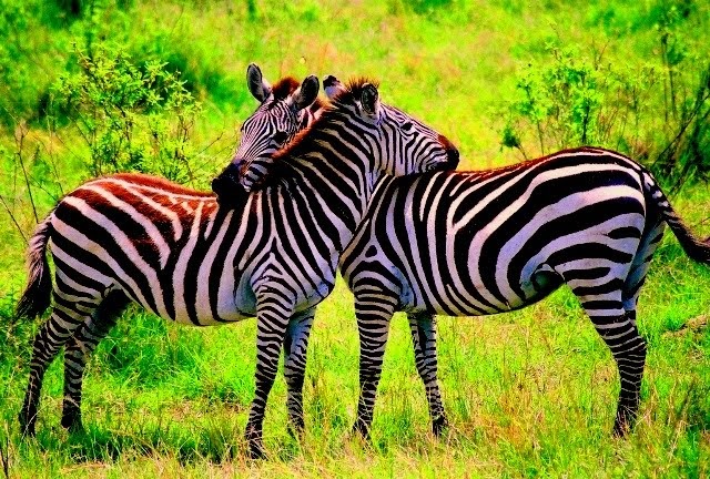 White Wolf : Study answers how the zebra got its stripes (Video)