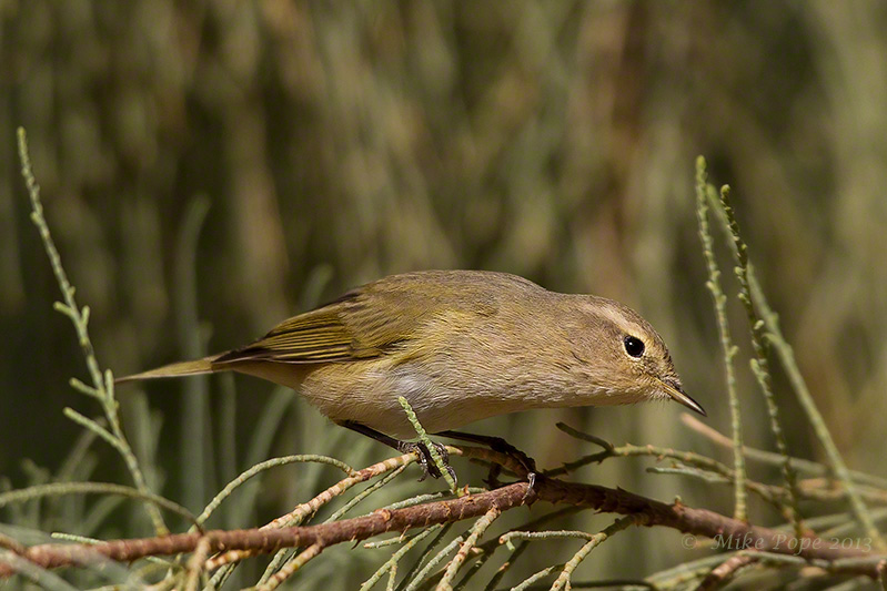 Kuwait Birding: Onward to Al Abraq