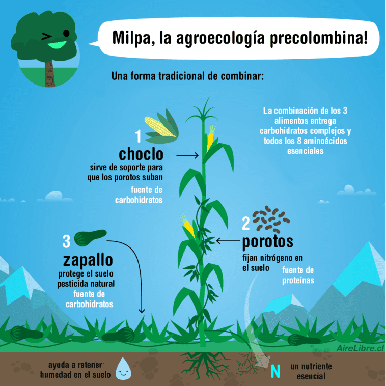 VISIÓN AGROECOLÓGICA: Milpa, la Agroecología Precolombina!