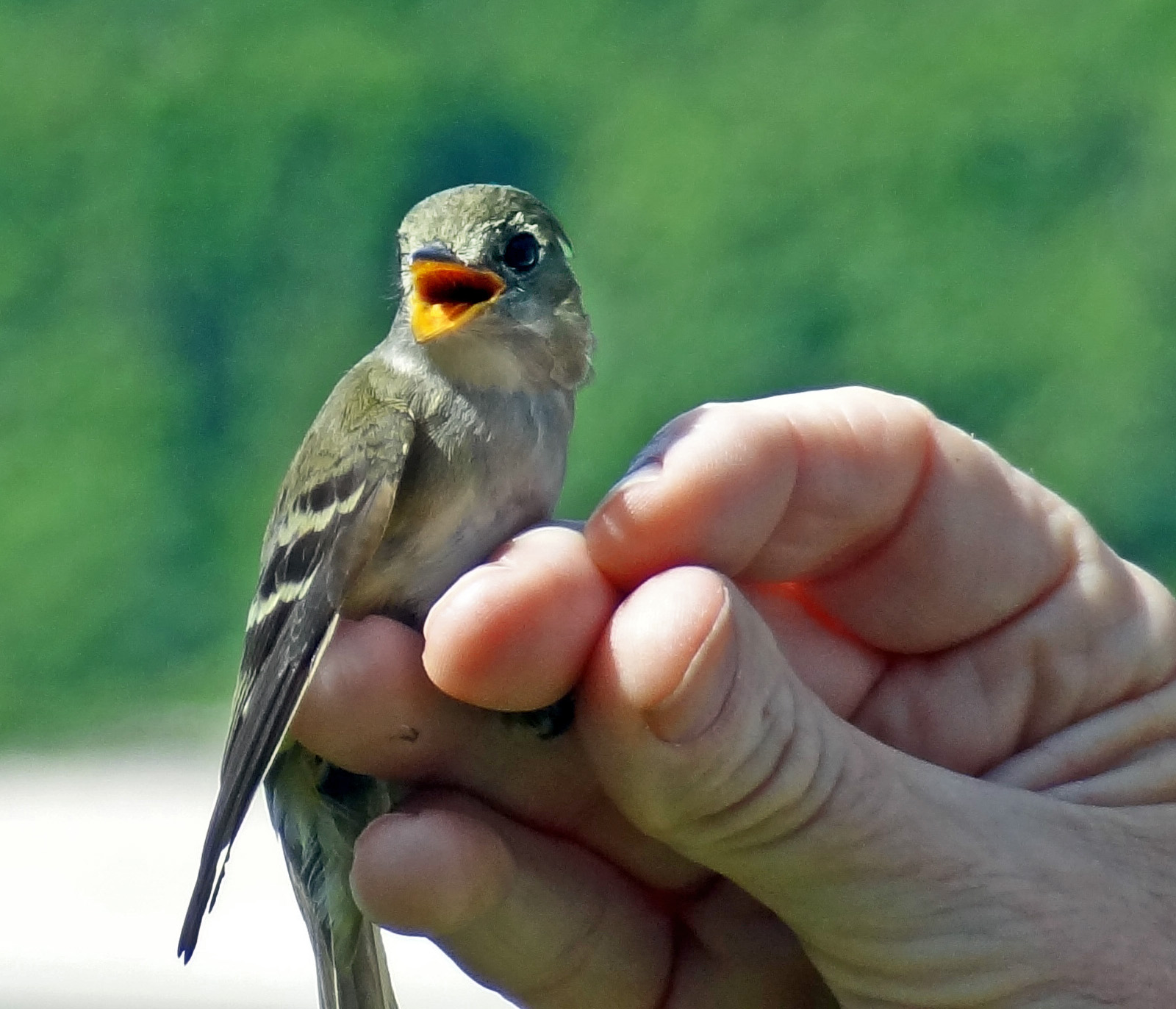 Joe's Retirement Blog: Birds in Hand, Manomet Bird Observatory, Manomet ...