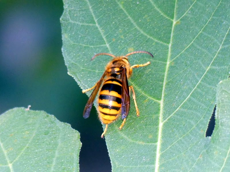 Σ こんちゅーぶ！: ネジレバネに寄生されたキイロスズメバチ♂の身繕い