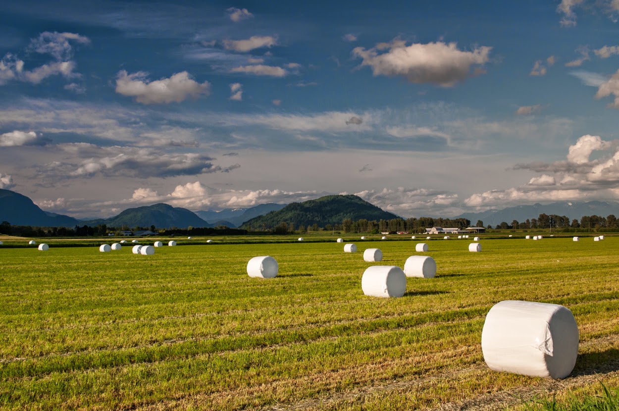 terryography: Light on Sumas Prairie