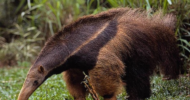 REINO ANIMAL: INSECTIVOROS