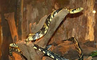 Tipos de serpientes venenosas en centroamerica : Costa Rica