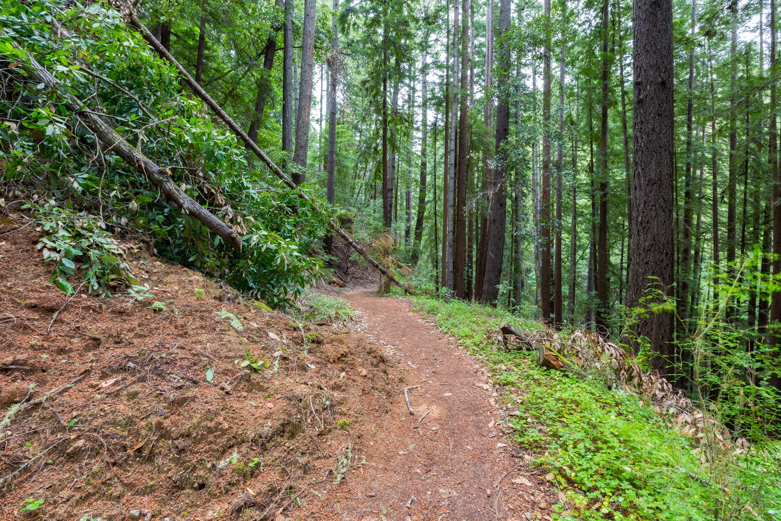 Naturetastic Blog: Fall Creek Unit - Henry Cowell Redwoods State Park ...