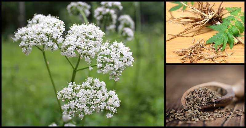 Health Benefits And Medicinal Uses Of Valerian Root | Dr Farrah MD