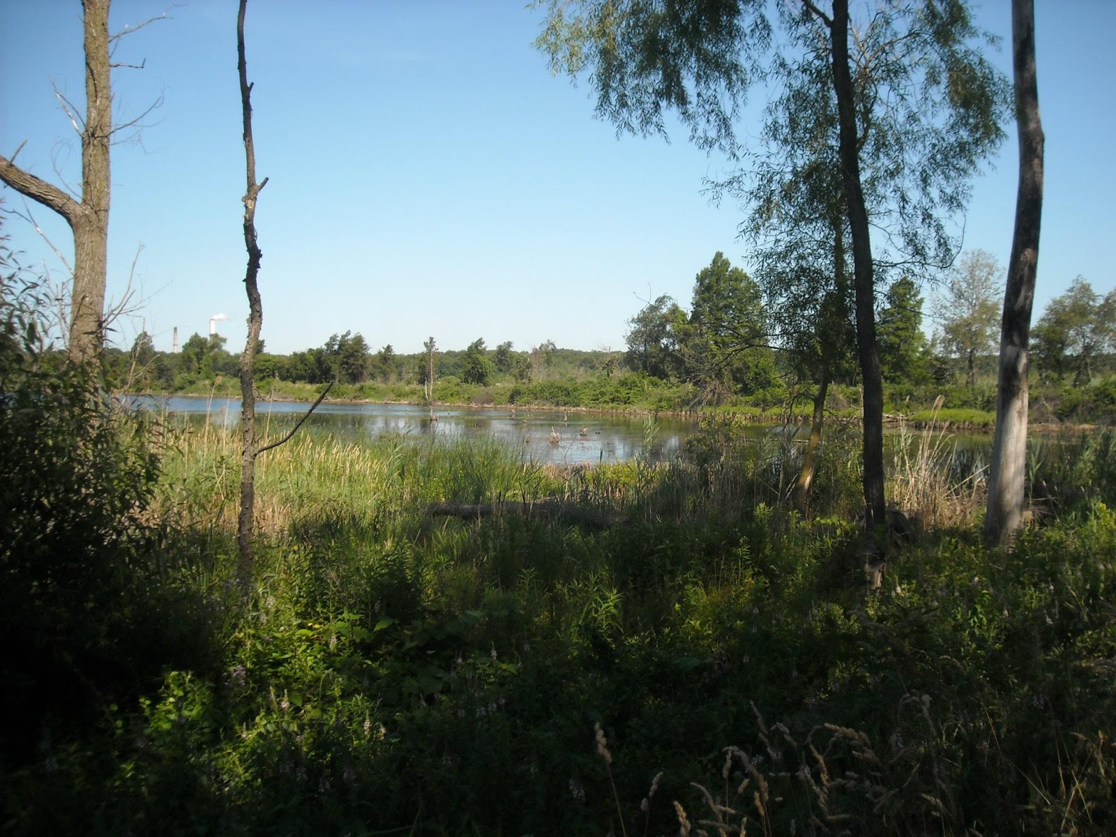 Wetlands: Definitions, Classification, and Conservation